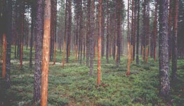 Terva – Wikikko - kansan taitopankki